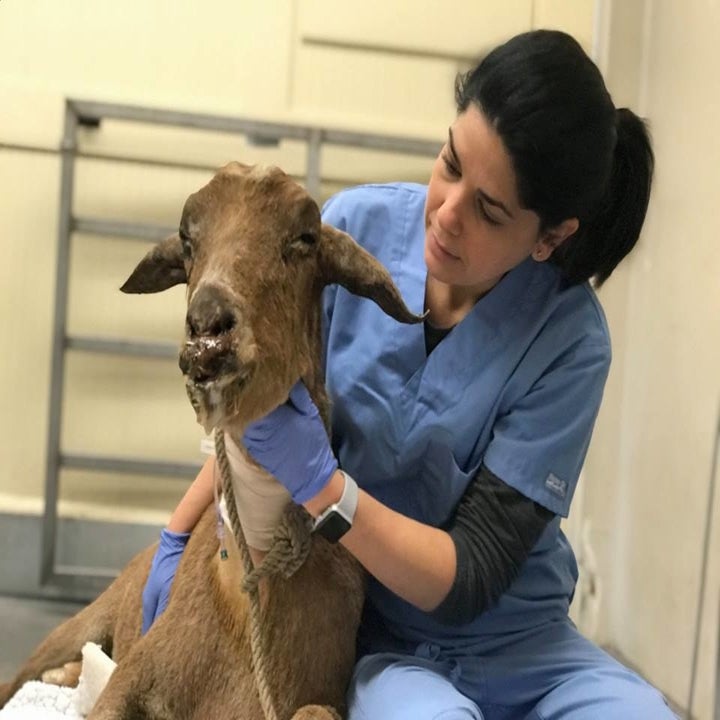 Animals Reunited With Their Humans After The California Fires