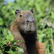 We Can Guess If You're An Introvert Or Extrovert Based On Your Taste In ...