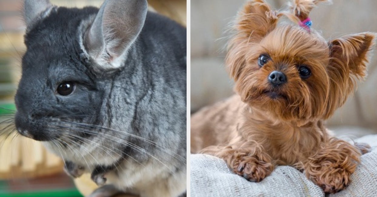 We Can Guess If You're An Introvert Or Extrovert Based On Your Taste In ...