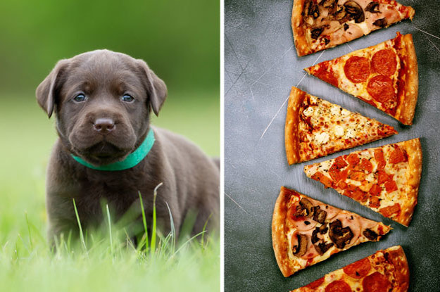 Pick 5 Puppies And We'll Reveal Your Favorite Pizza Topping