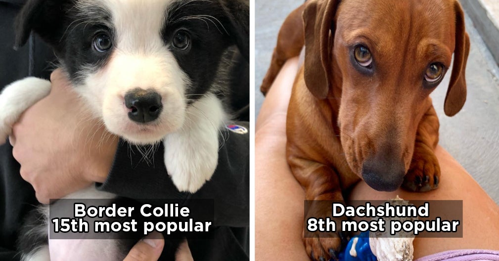 The Most Popular Dog Breeds According To Instagram