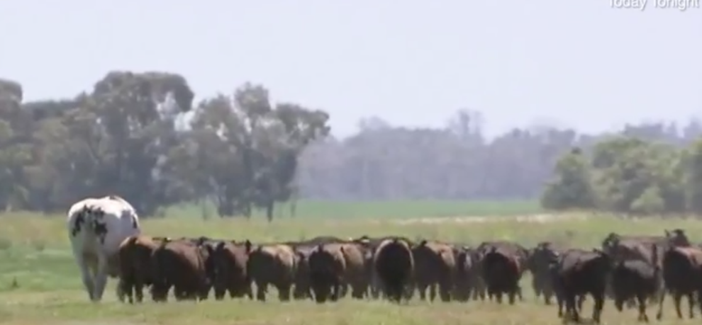 You Must See This Absolutely Gigantic Cow
