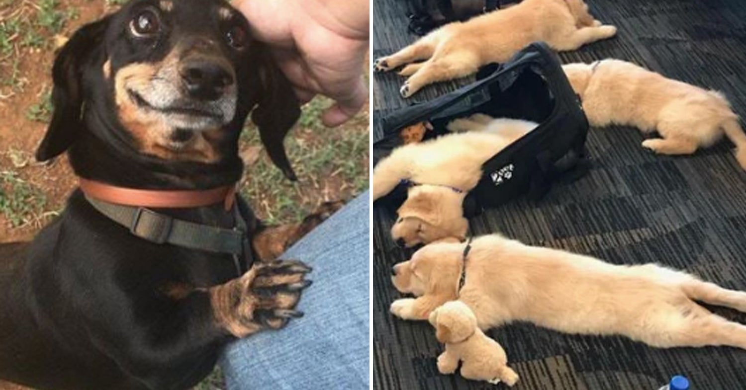 Dogs Are The Greatest Animals