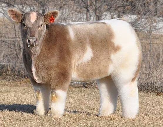 Do Cows Like Dogs