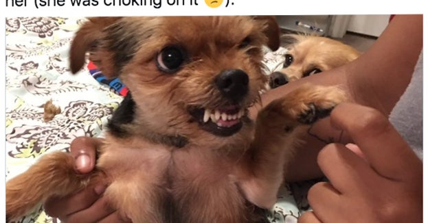 24 Dog Tweets That'll Bring Five Minutes Of Joy Into Your Life