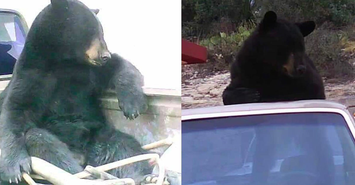En Coahuila hay un oso que aprendió a pedir "ride" para moverse de las ...