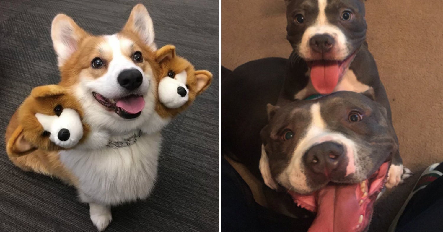 Here Are The Best Dog Posts Of The Week