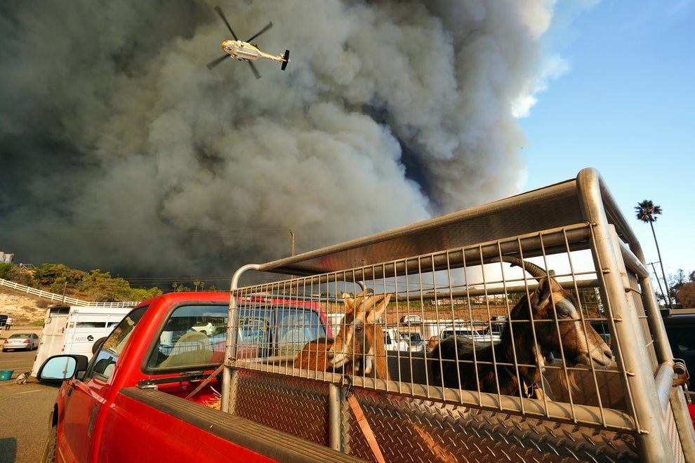 These Haunting Photos Show Animals Fleeing The Massive California Wildfires