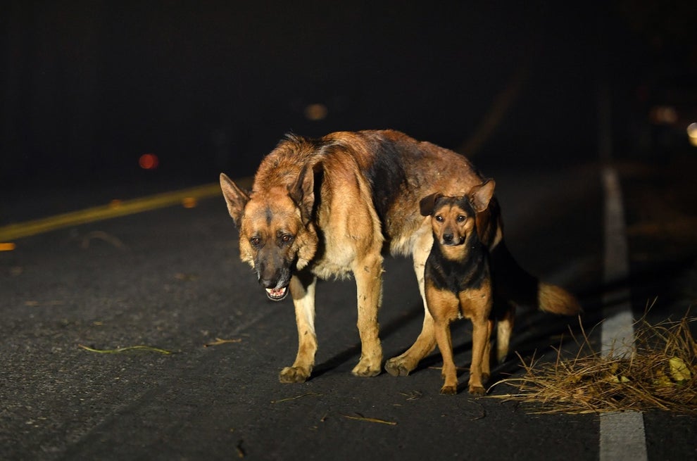 These Haunting Photos Show Animals Fleeing The Massive California Wildfires