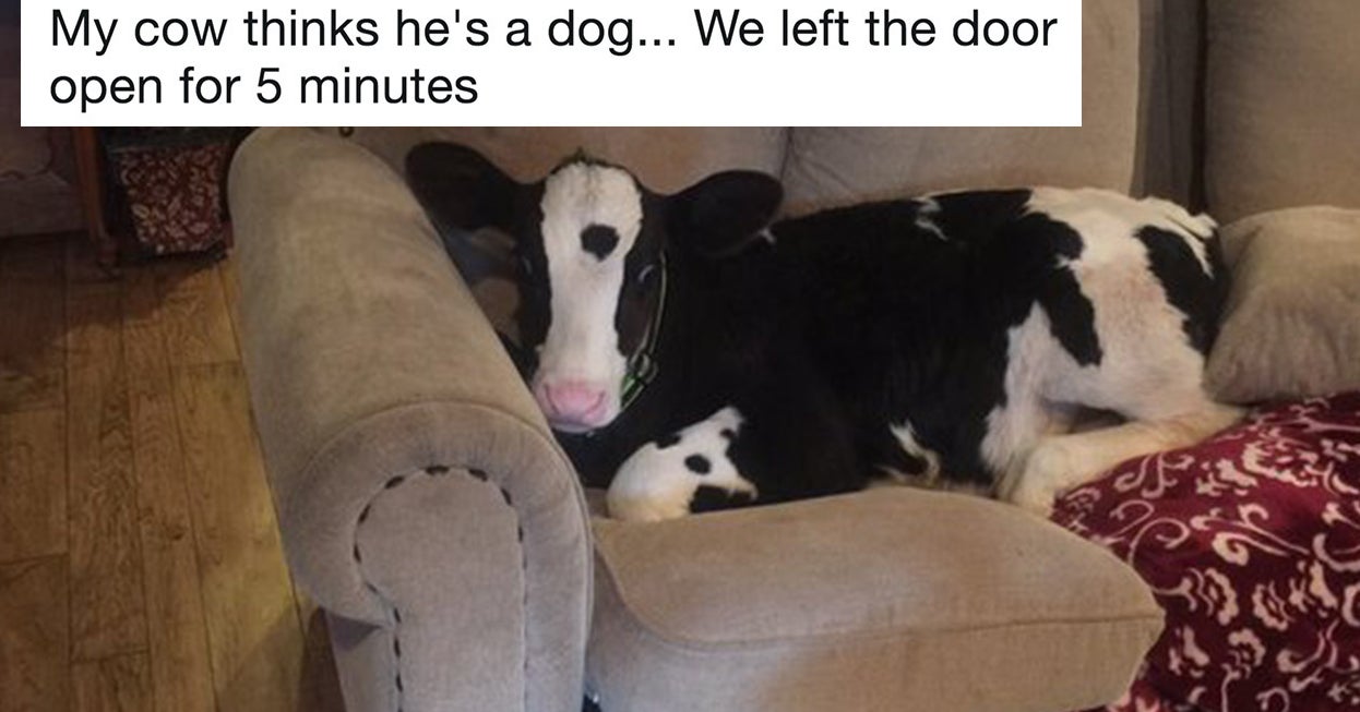 17 Pictures That Prove Cows Are The Most Wholesome Animals In The Universe