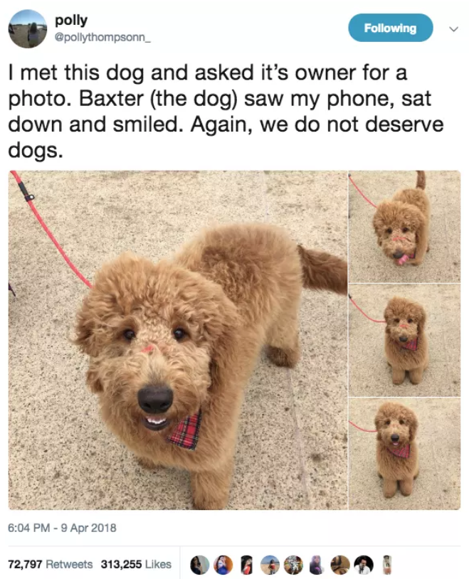 Dog Tweets That Are Really Excellent, Just Excellent