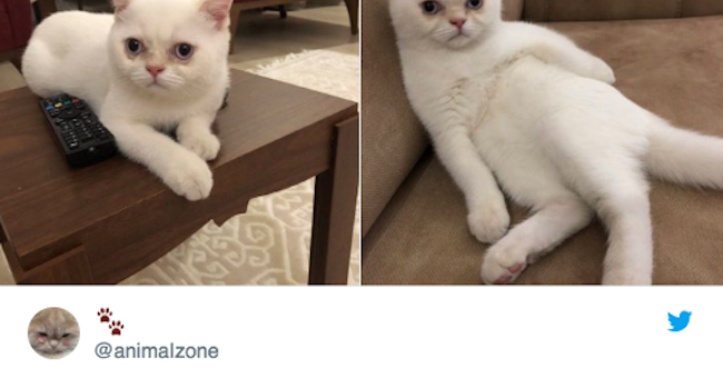 The Best Cat Tweets Of 2018