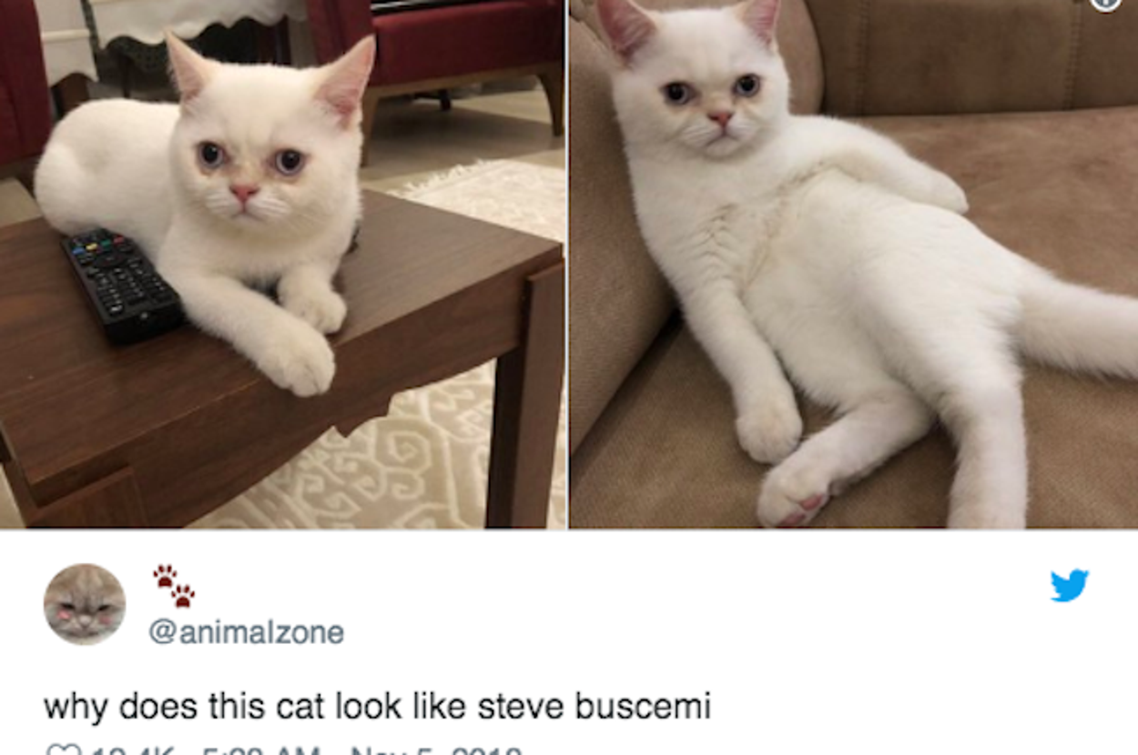 steve buscemi cat