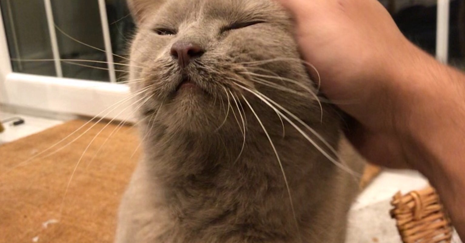 This Cat Was Rescued From Inside A Car Engine