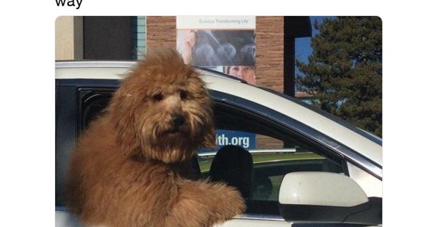 100 Dog Tweets From 2018 That I Guarantee Will Make You Laugh