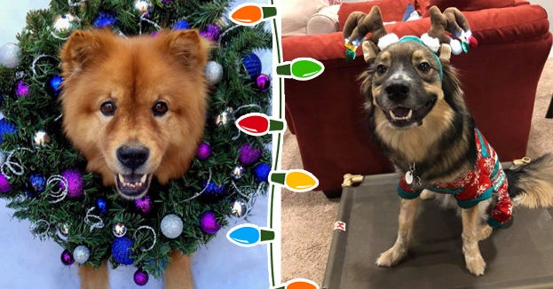 15 Very Festive Dogs Who Are Ready For Christmas