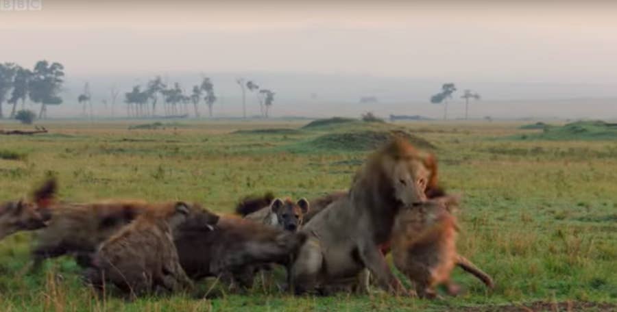 do lions attack hyenas