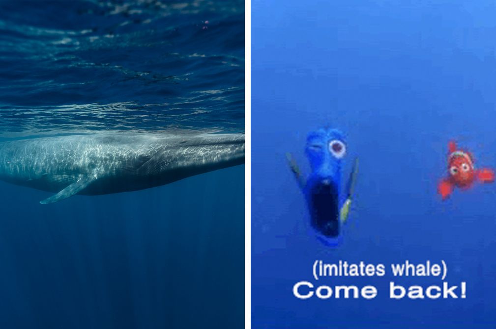 Whale Eating Krill Finding Nemo