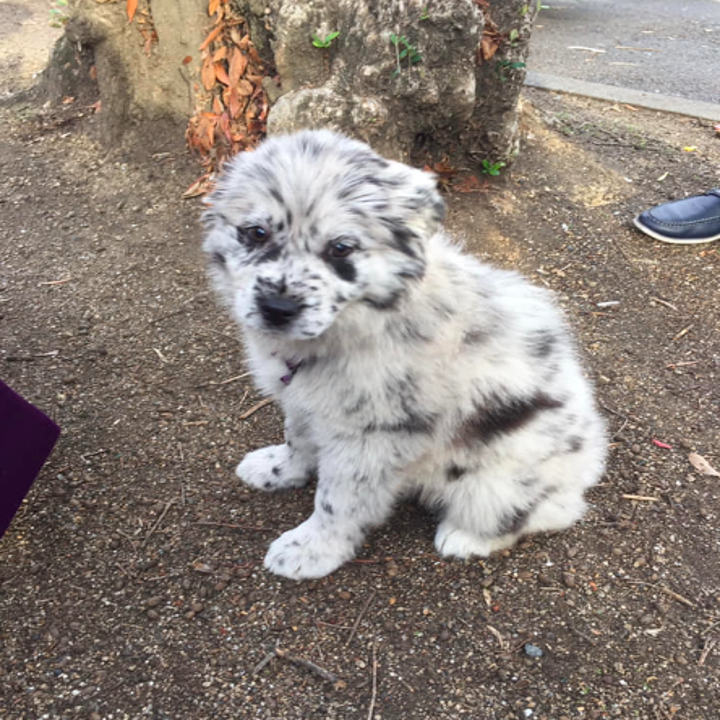 Here Are The Best Dog Posts Of The Week