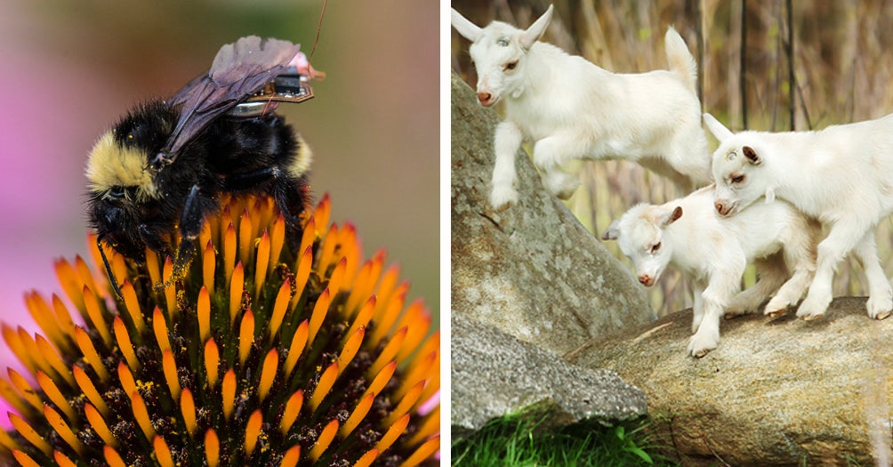 Here Are 8 Just Nice Science Stories From 2018 Because You Probably Need It