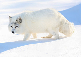 These 6 Questions Will Reveal If You're A Snow Princess Or An Ice Queen