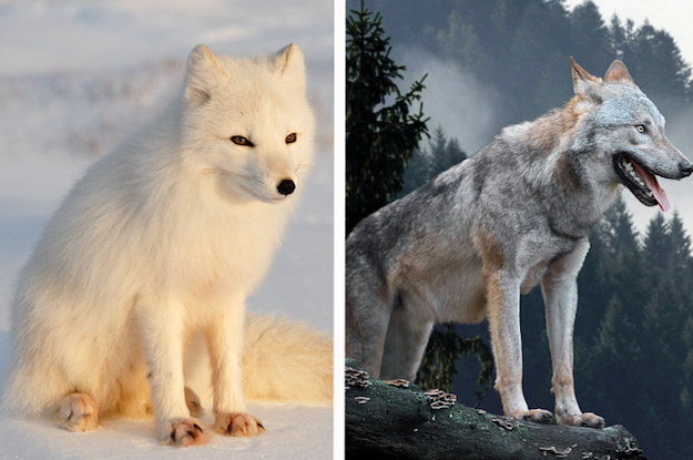 Everyone Has A Winter Animal That Matches Their Personality — Here's Yours