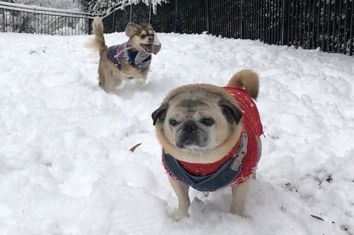 Cute Dogs In Snow