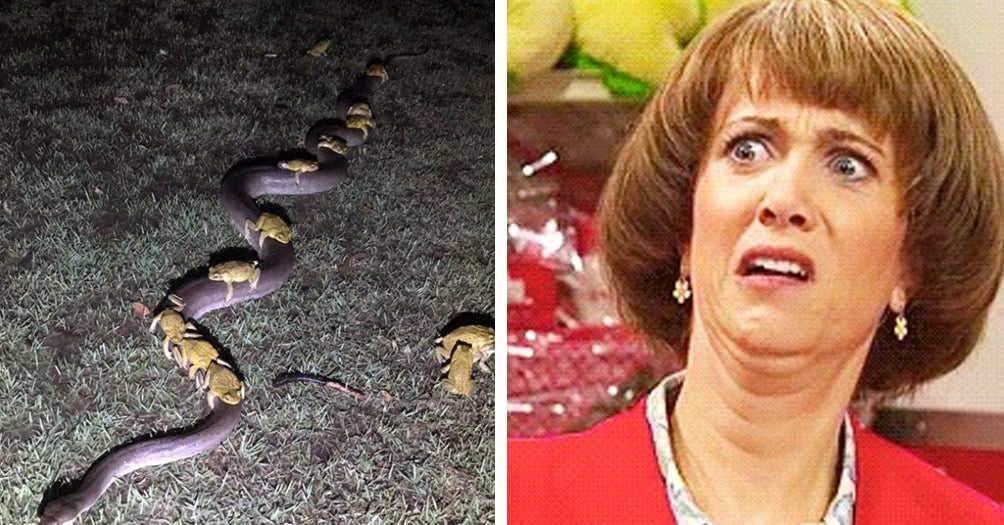 This Photo Of Cane Toads Riding On A Snake Is Disgusting, And Very ...
