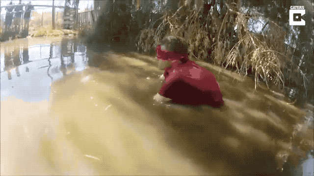 This Alligator Catching "Bird Box" Challenge Is Scary, Ridiculous, And ...