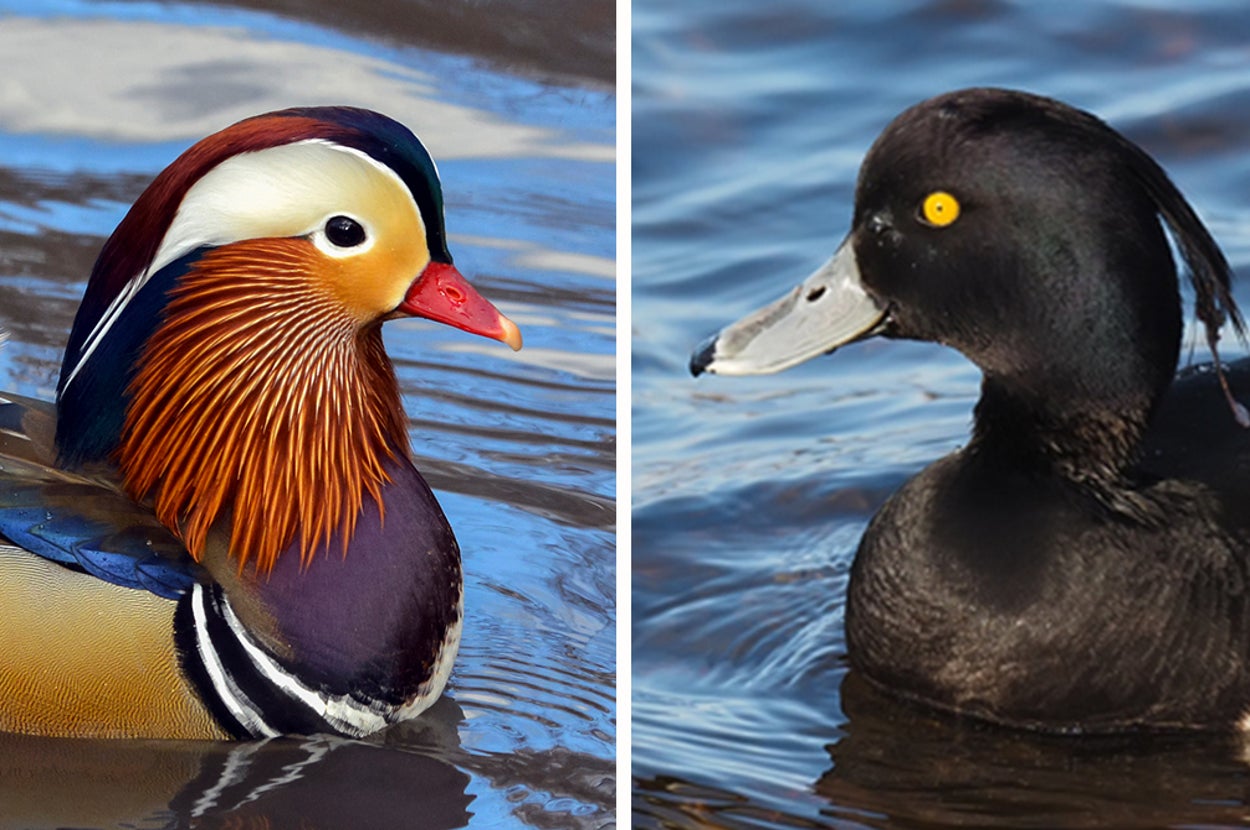 Everything You Need To Know About The Hot Goth Duck