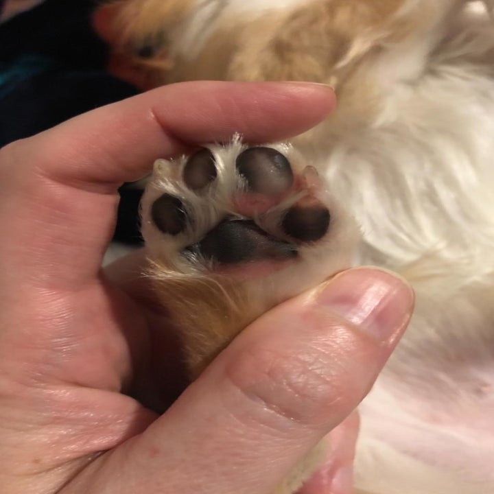 Soothe Your Pets' Dry, Cracked Paw Pads With Musher's Secret Natural Wax