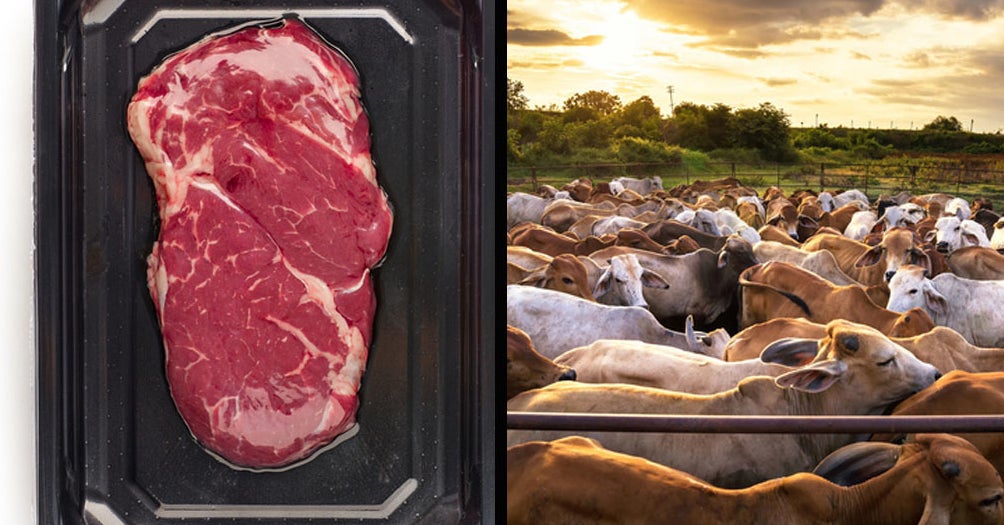 The Environmental Cost Of Eating Meat Is Turning People To Veganism ...