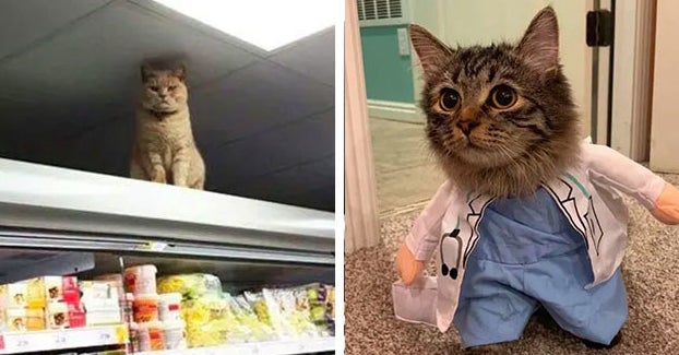 17 Hardworking Cats That Seriously Need A Raise Meow