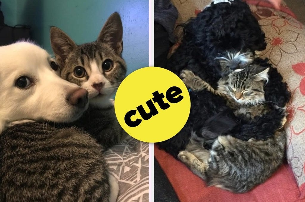 How Do Cats And Dogs Make Best Friends