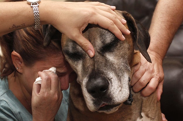 The Emotional Final Moments Between Pets And Their Owners