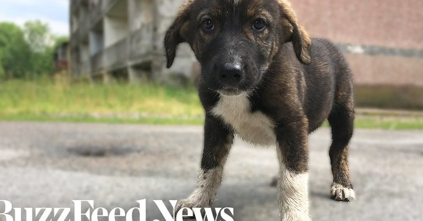 Chernobyl Nuclear Disaster Puppies Are Being Adopted By US Families