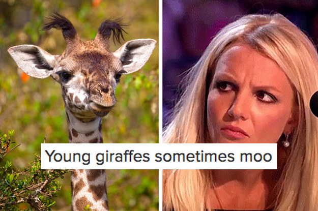 If You Can Correctly Answer At Least Half Of These True Or False ...