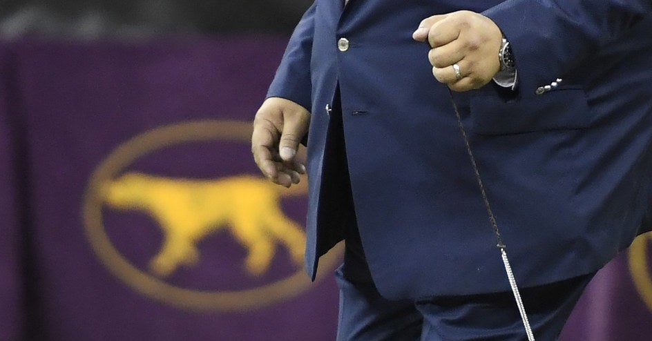 For The 15th Time A Wire Fox Terrier Has Won Best In Show At The ...