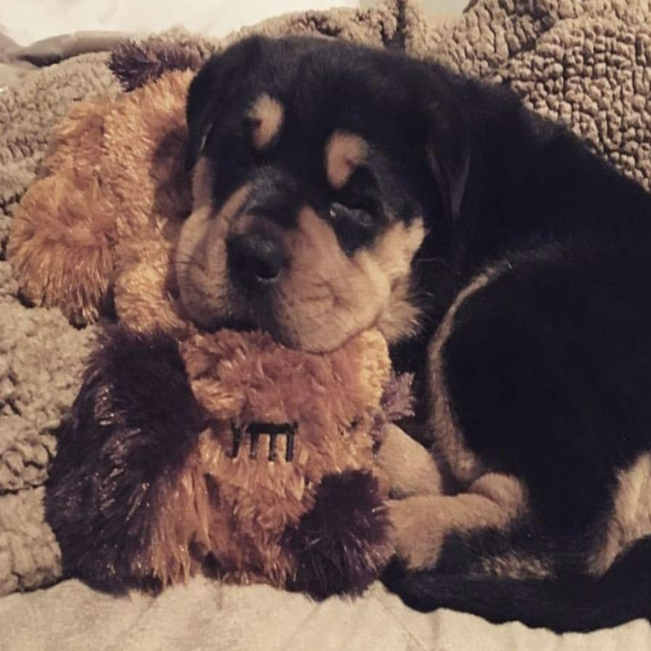 30 Things You Will Want If You Have A Pet