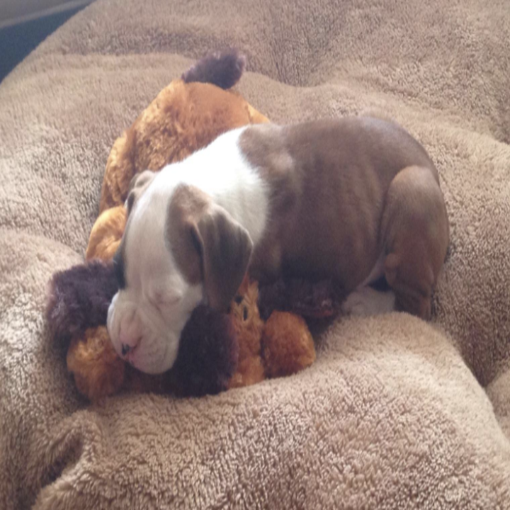 30 Things You Will Want If You Have A Pet