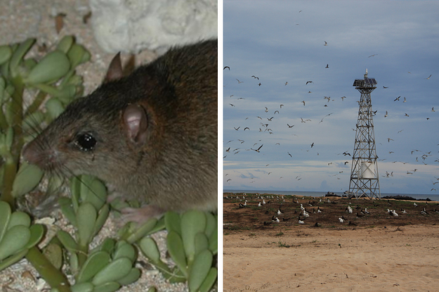 A Rat Species That Survived On A Remote Island For Decades Was Wiped ...