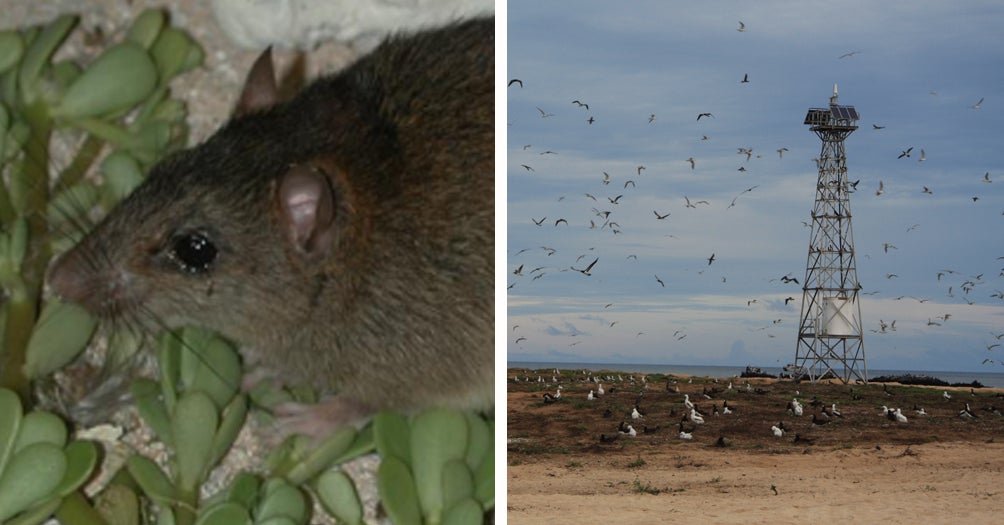 This Rat Is The First Mammal To Go Extinct Because Of Climate Change ...