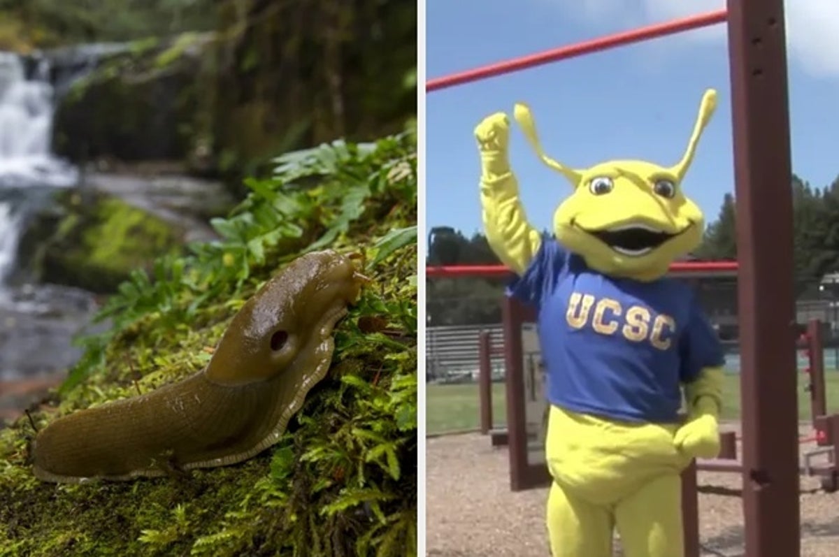 University Of California Santa Cruz Student Charged With Dealing Drugs ...