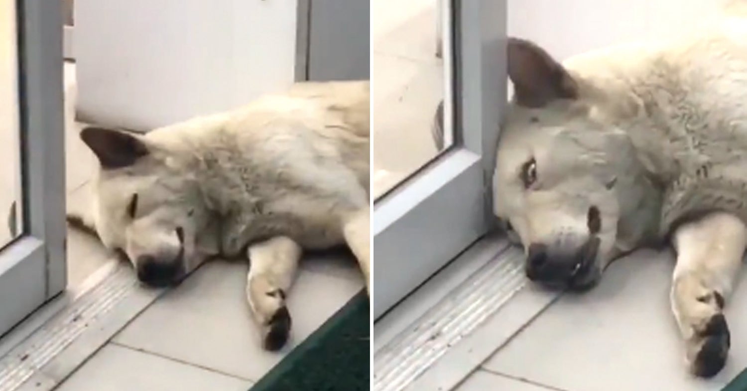 15 Very Goob Dog Posts From This Week — February 22