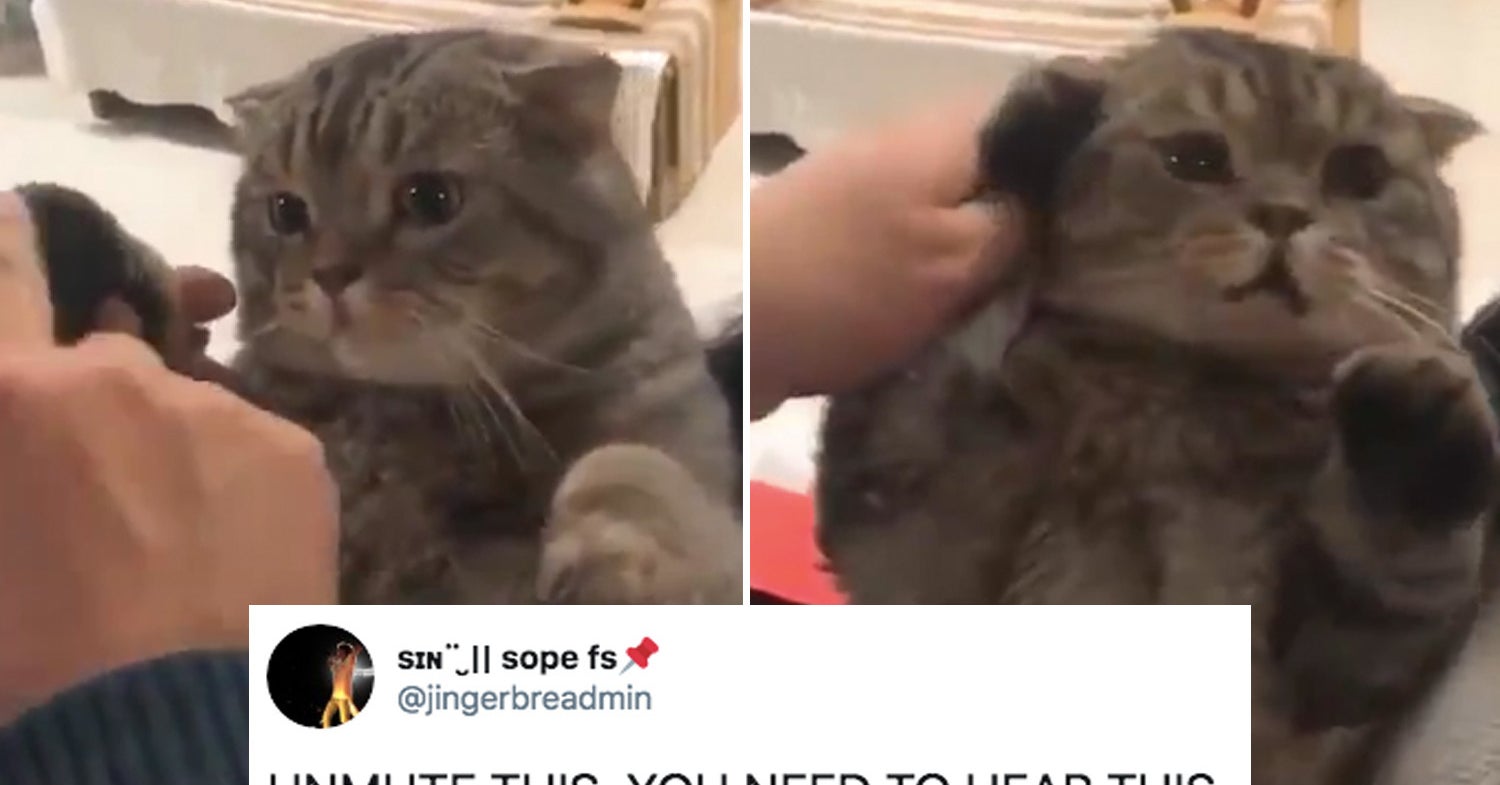 14 Of The Best Cat Posts From This Week — February 22