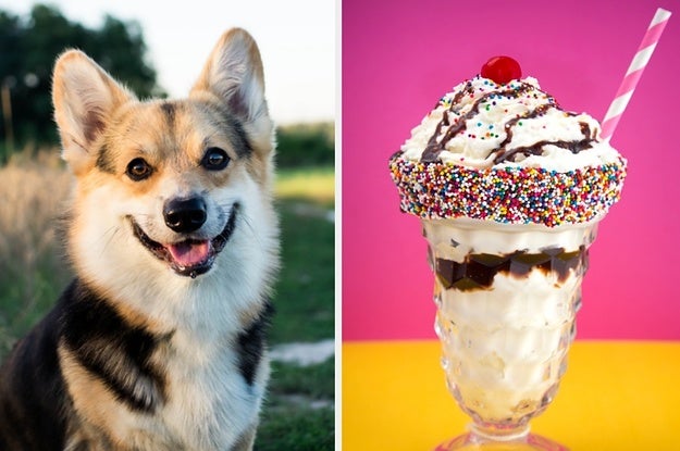 Pick Some Junk Food And We'll Tell You Your Dog Breed