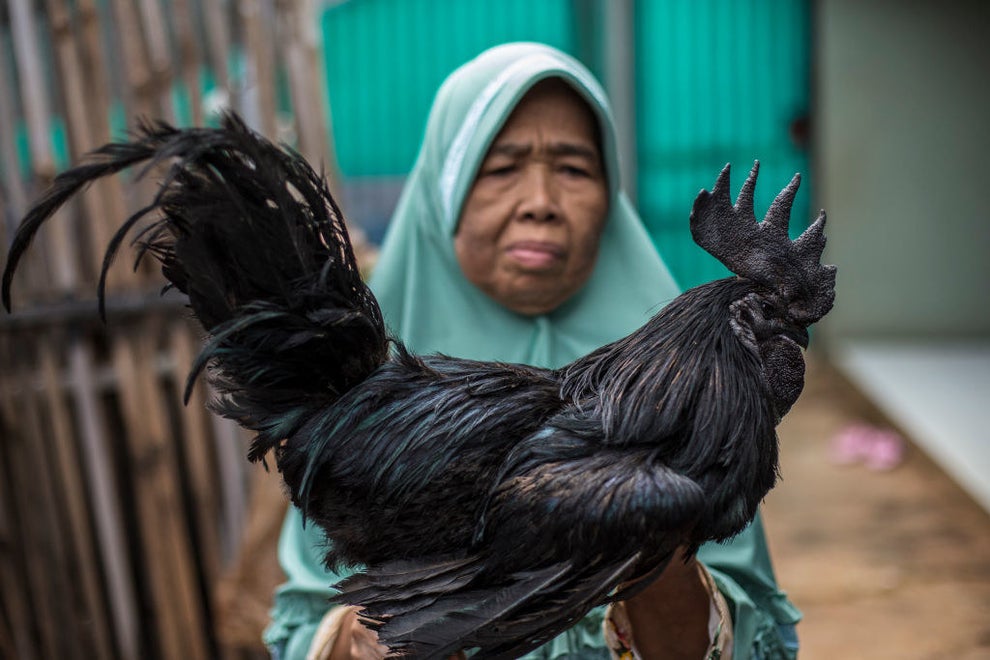 This Goth Chicken Literally Has A Black Heart And Summons Spirits With ...