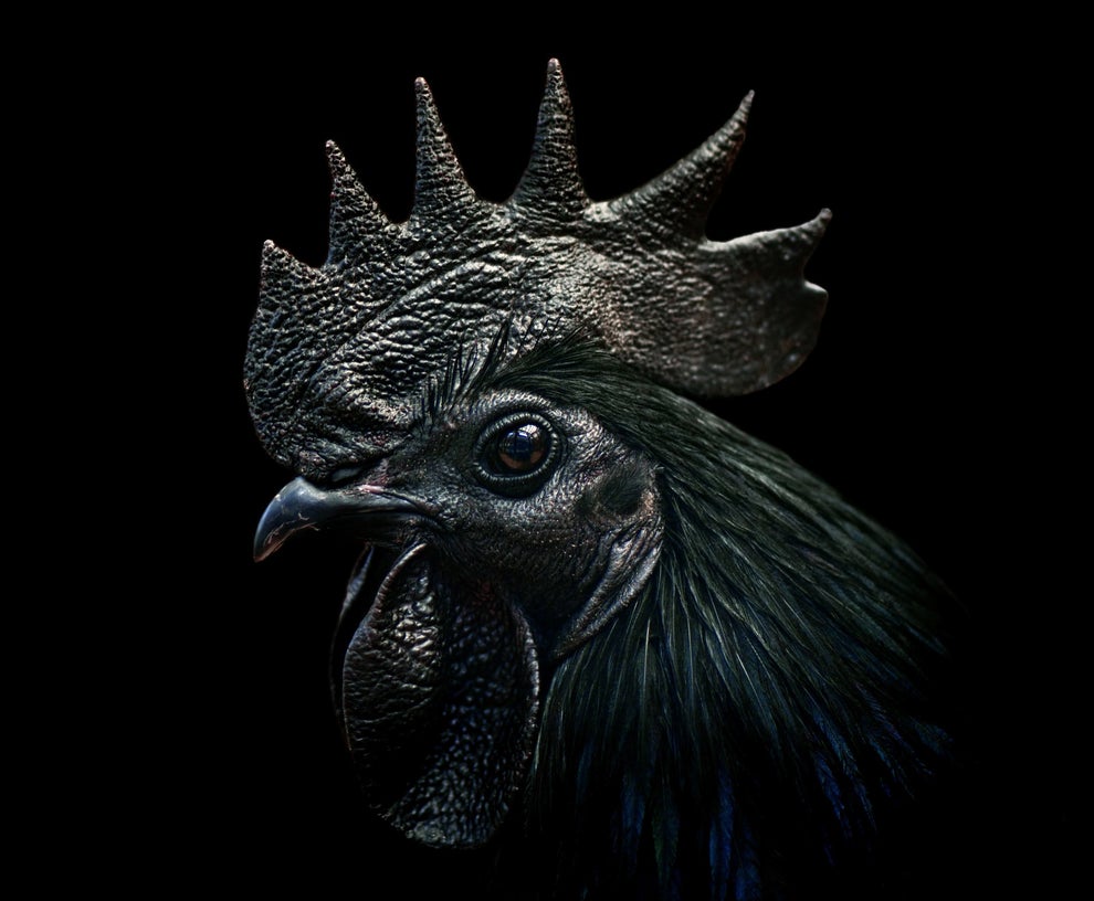 This Goth Chicken Literally Has A Black Heart And Summons Spirits With ...