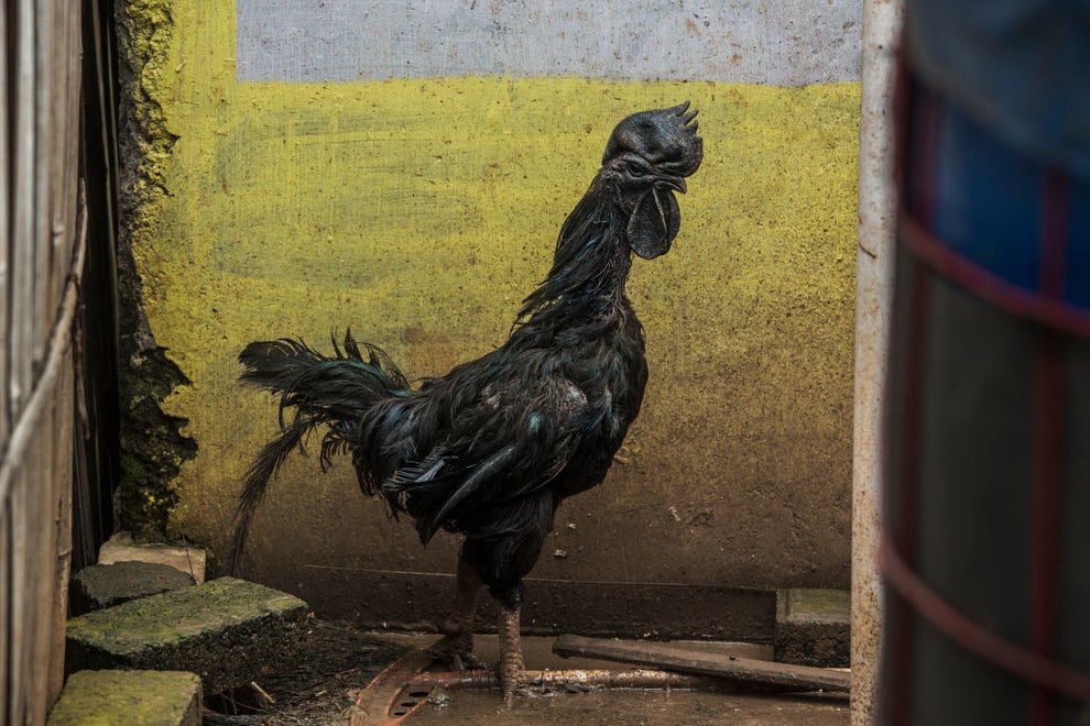 This Goth Chicken Literally Has A Black Heart And Summons Spirits With ...