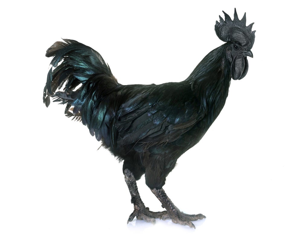 This Goth Chicken Literally Has A Black Heart And Summons Spirits With ...